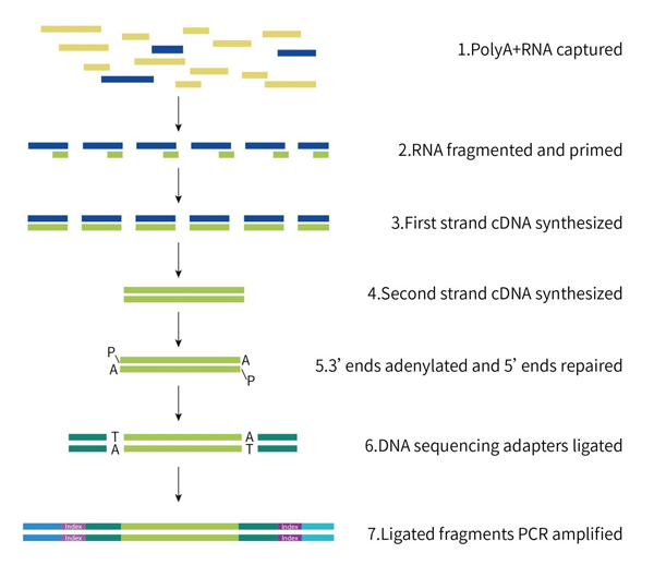 RNA Library Preparation Kit-Dynegene Technologies Official Website